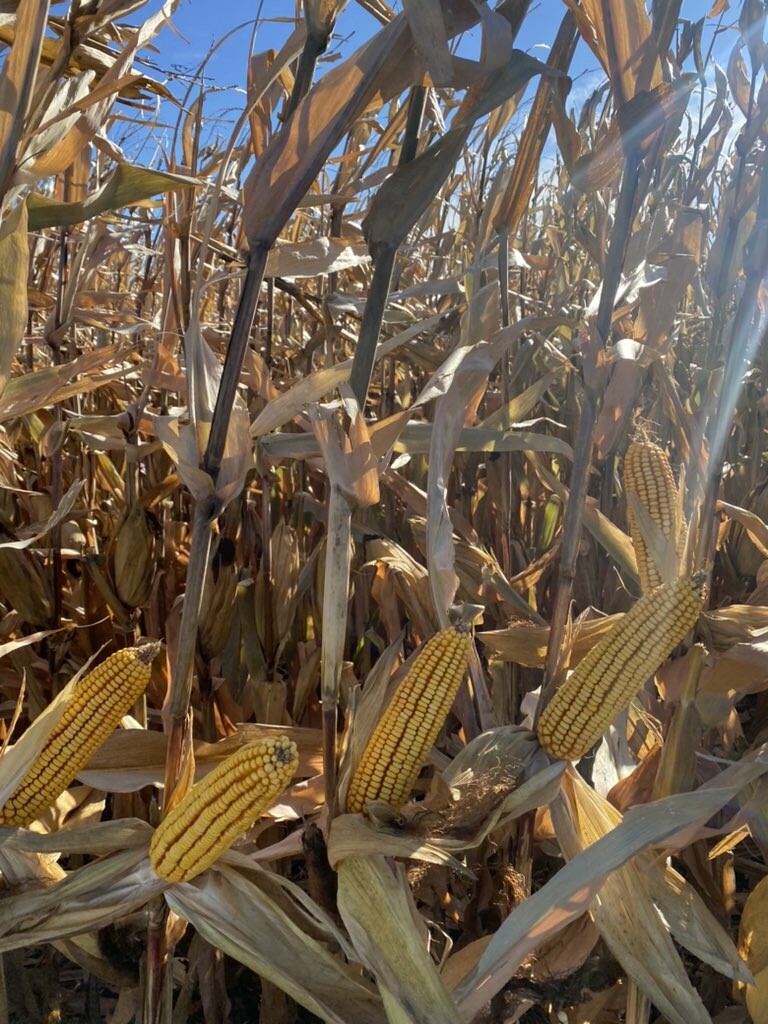 Insights from the Field: LG Seeds Corn Harvest Update